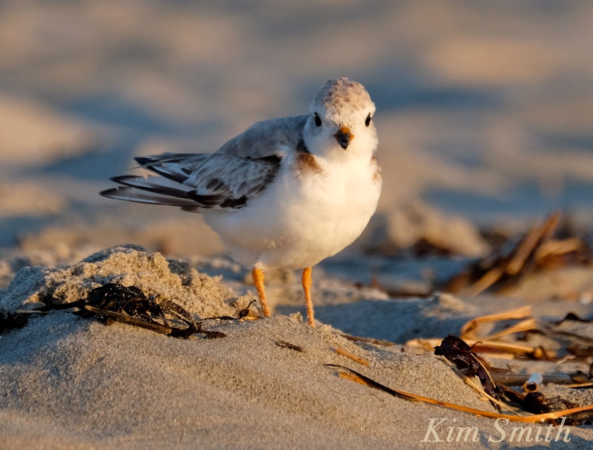 PIPING PLOVERS NESTING AT GOOD HARBOR BEACH | Cape Ann Community